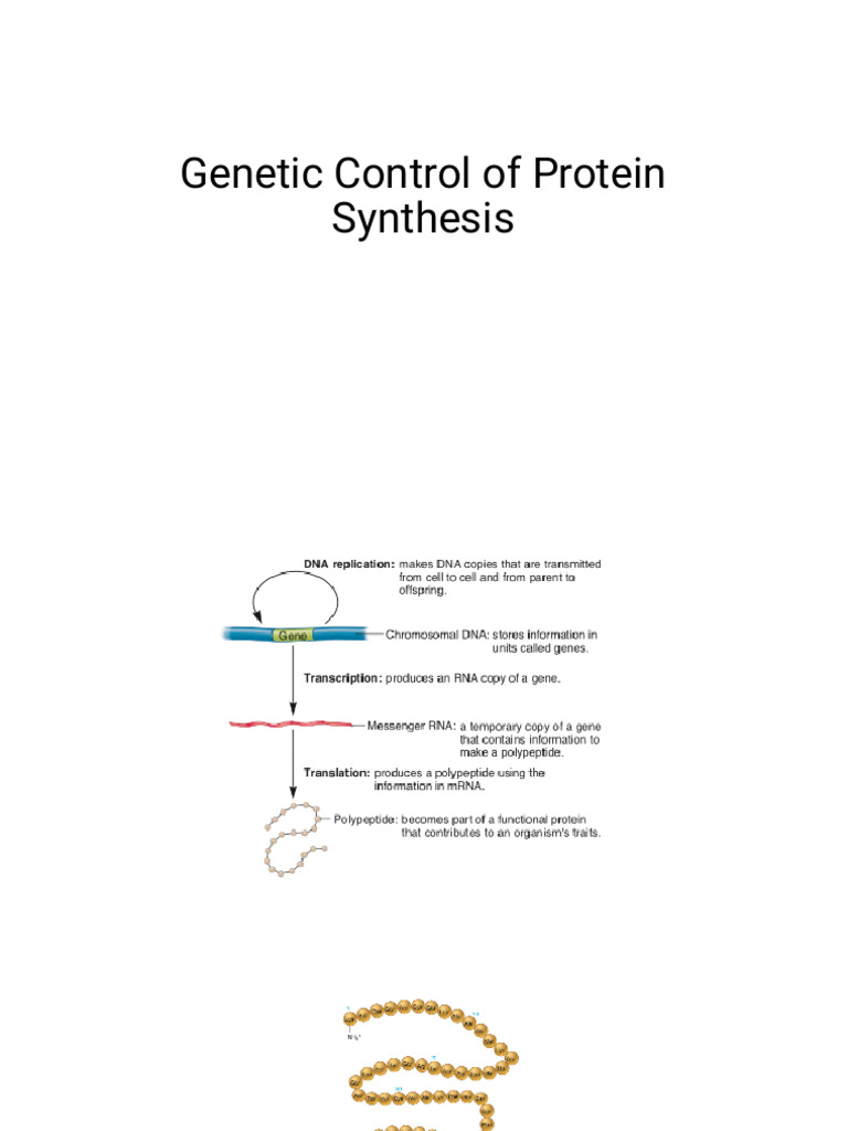 Genetic Control of Protein | PDF