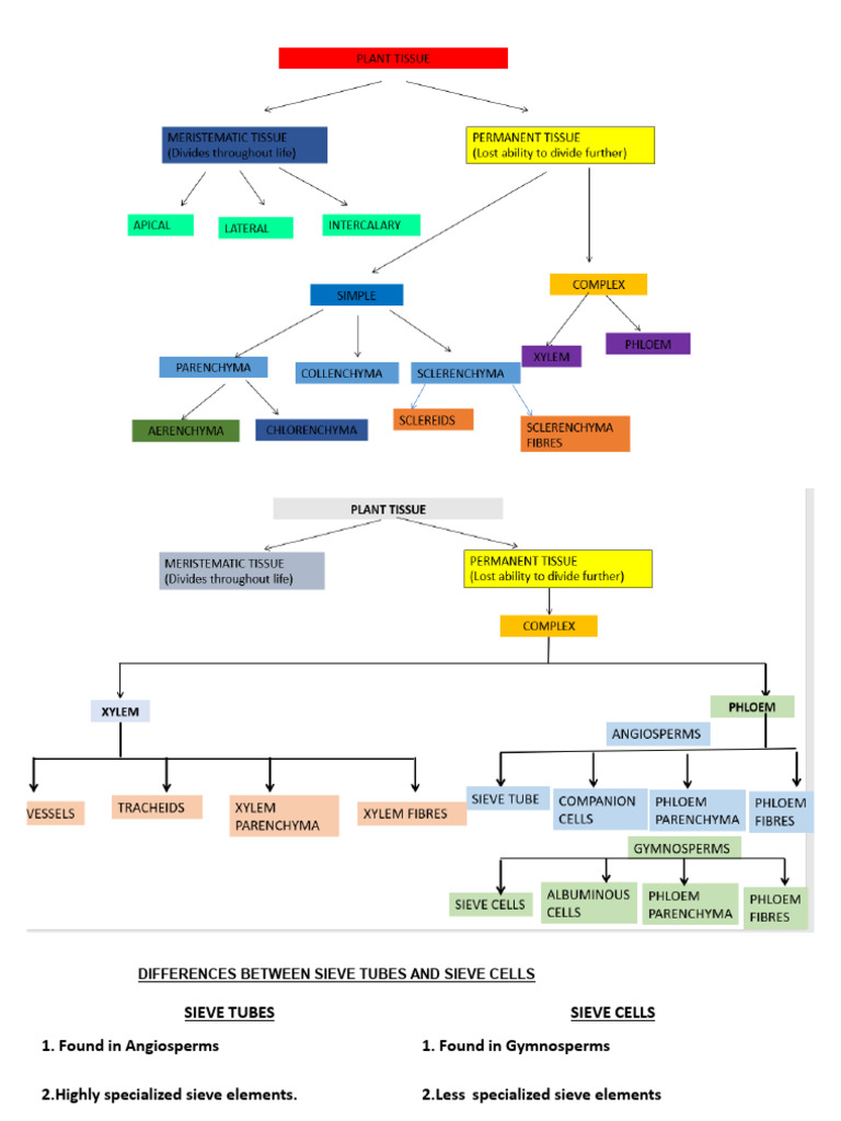 Tissue Flow Chart Final 1753862789 | PDF