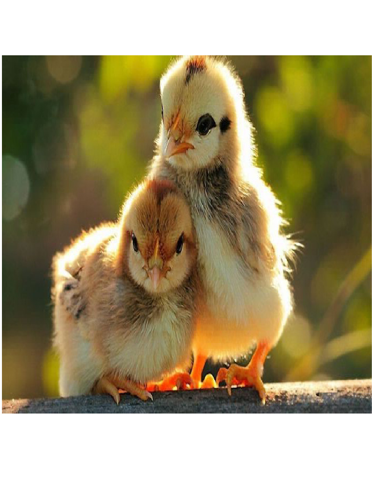 Animale Domestice | PDF