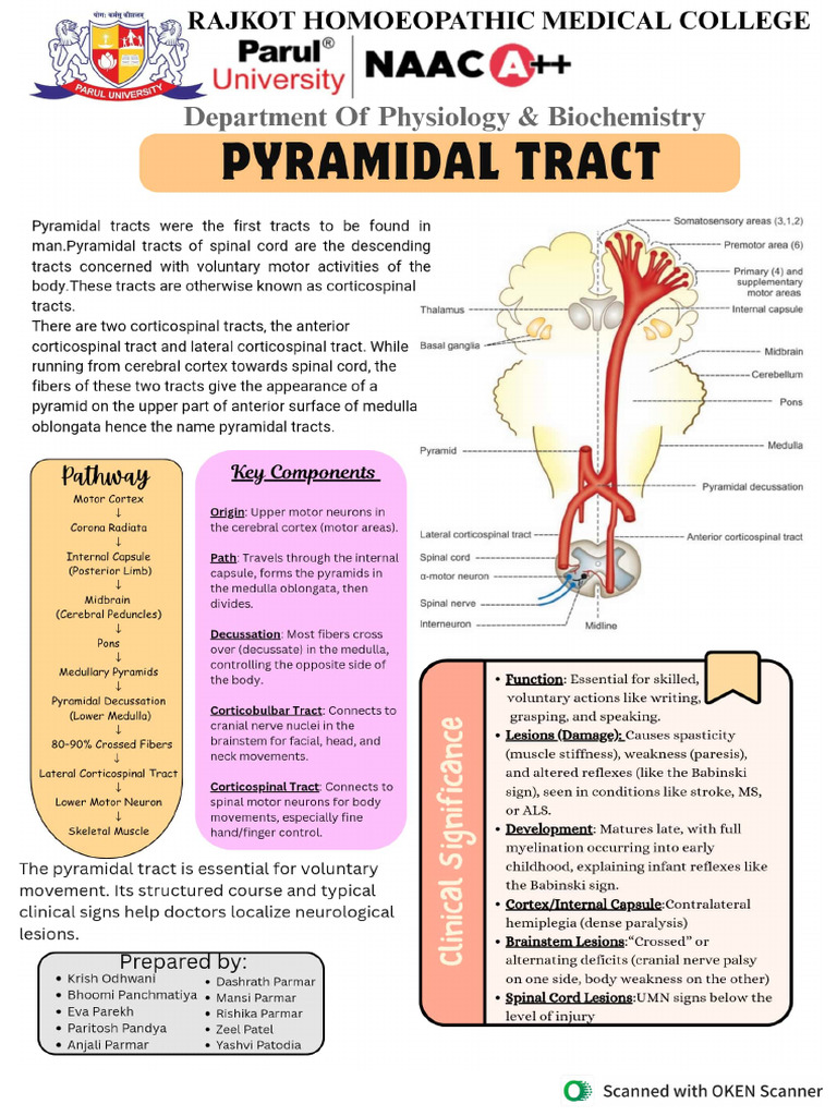 Pyramidal Tract | PDF