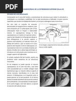 Anatomía de los rotadores externos del hombro | PDF | Hombro | Articulación