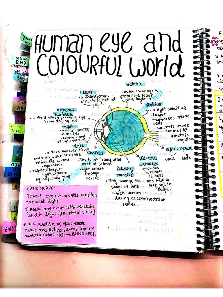 Human Eye and Colourful World Notes | PDF