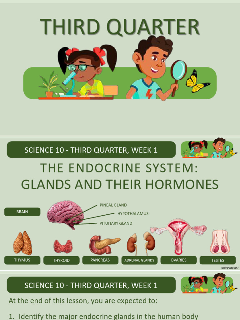 Endocrine System | PDF | Luteinizing Hormone | Endocrine System