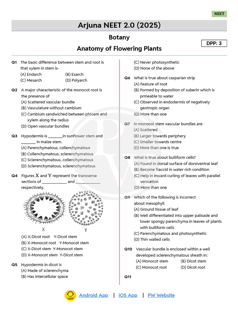 676933cf2ee3e1fa1168cc7c_##_Anatomy of Flowering Plants _ DPP 03 (of ...