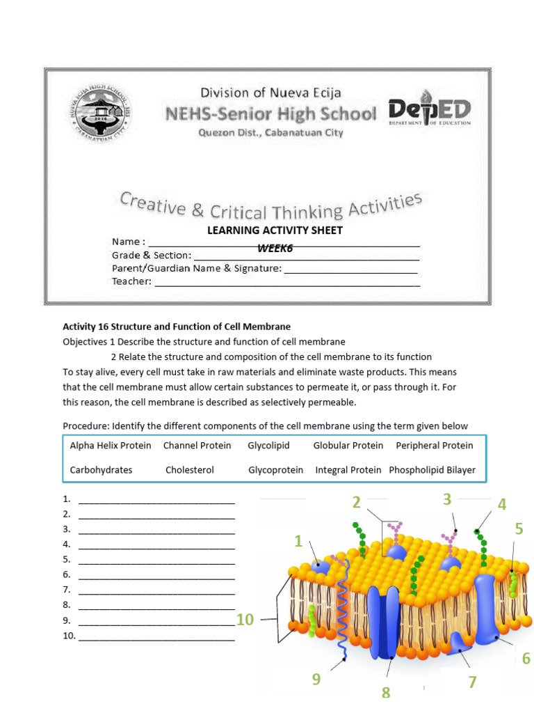 rdty | PDF | Cell Membrane | Phospholipid