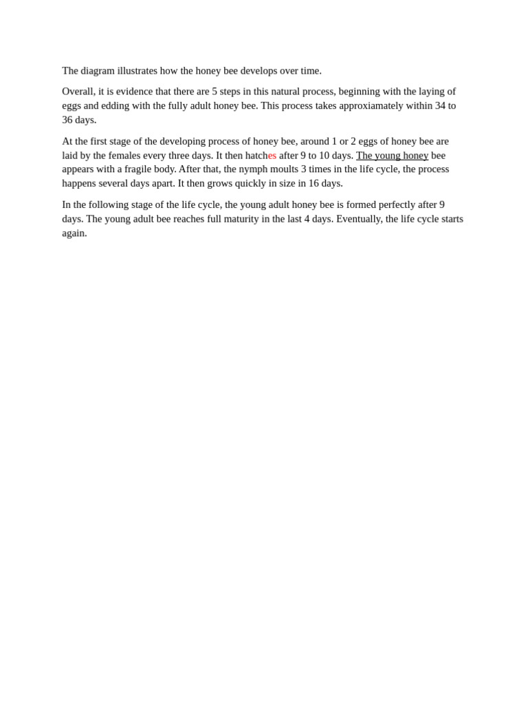 Honey Bee Development Stages Explained | PDF