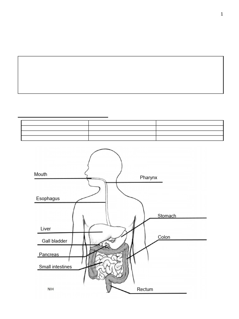 8 Digestive+System KEY | PDF | Stomach | Human Digestive System