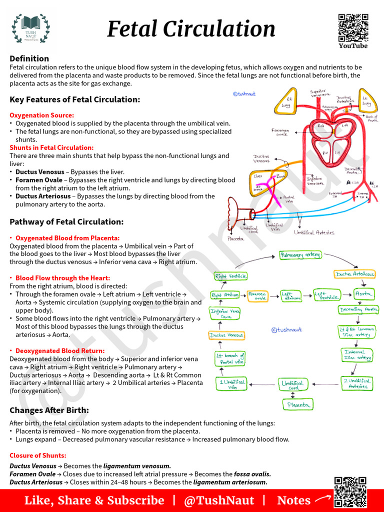 Fetal Circulation Notes | PDF | Circulatory System | Fetus