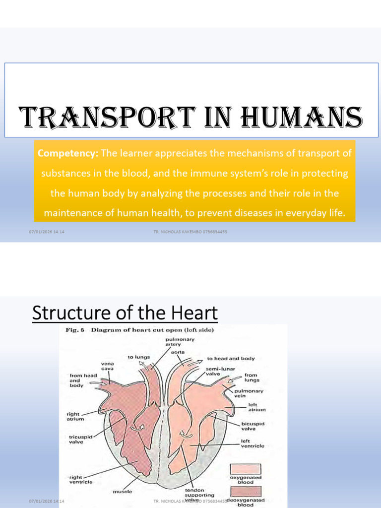 Transport in Humans Senior Five Presentation | PDF | Heart Valve ...