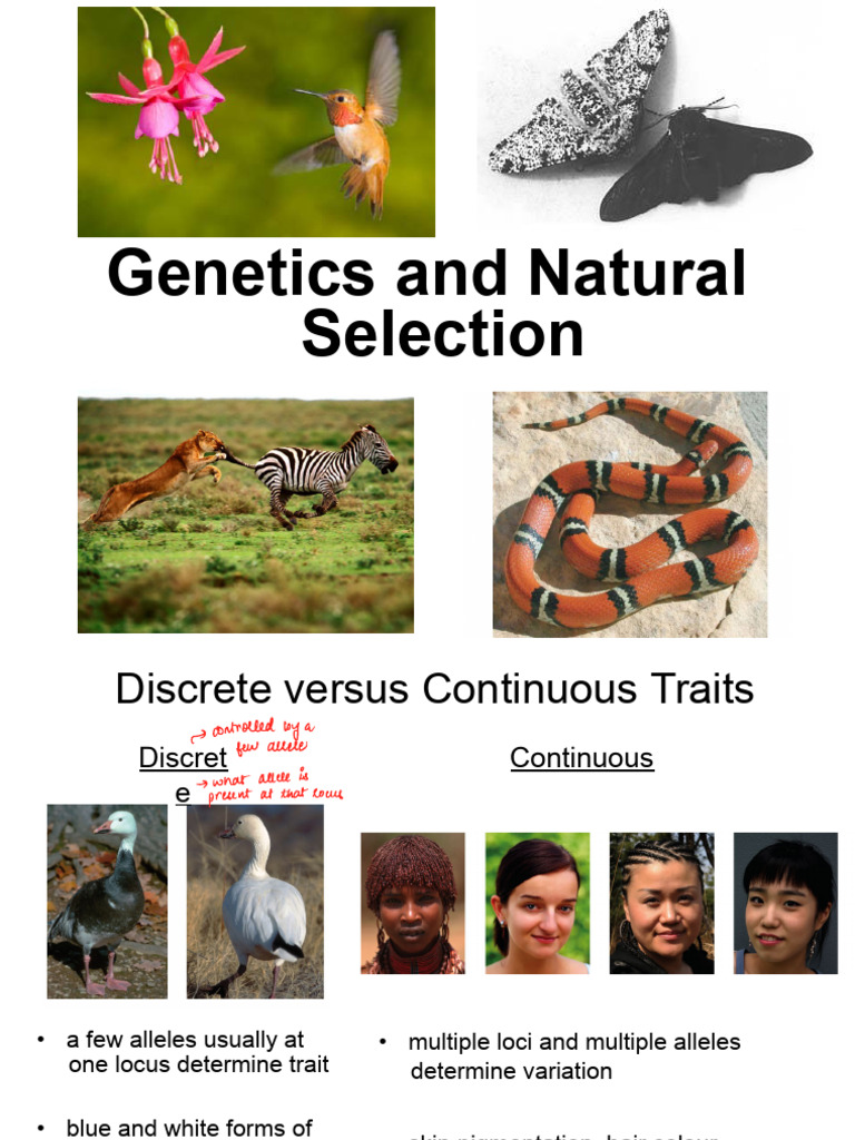 lecture7_2025 | PDF | Natural Selection | Allele