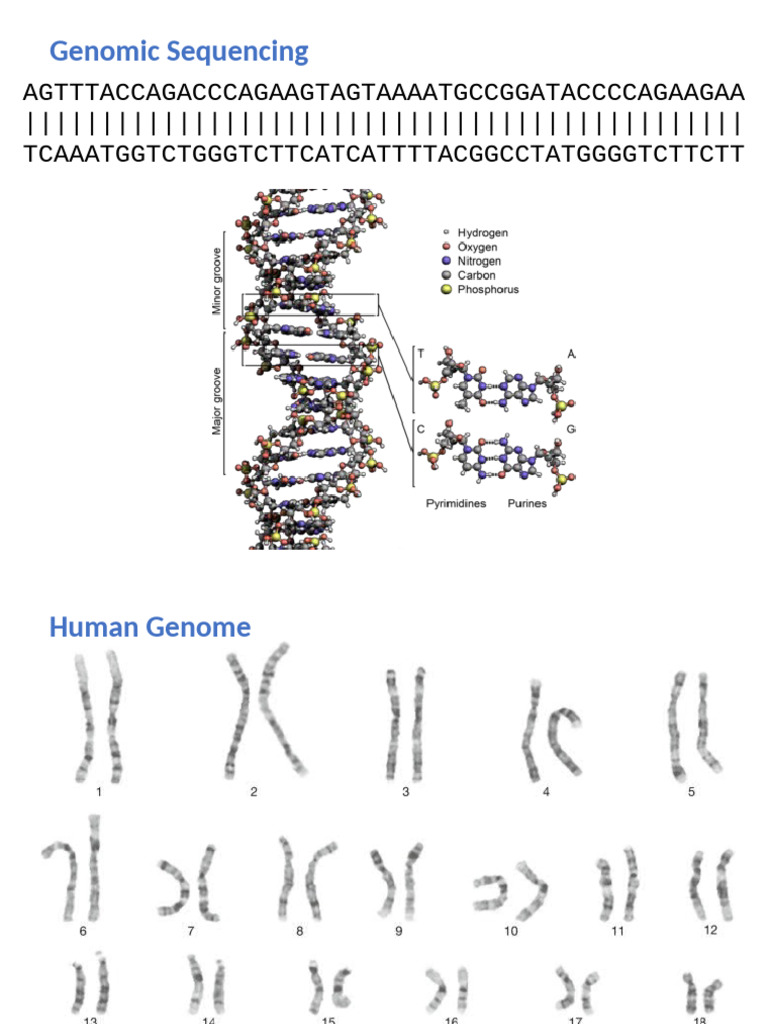 Human Genome Project Overview | PDF | Dna Sequencing | Human Genome