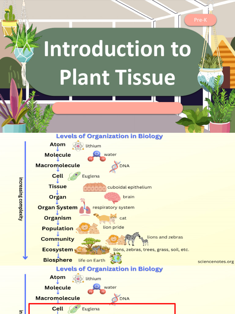 Understanding Plant Tissue Basics | PDF