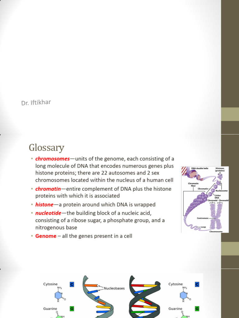 Lecture 3 Gene Structure and Gene Expression | PDF | Gene | Rna