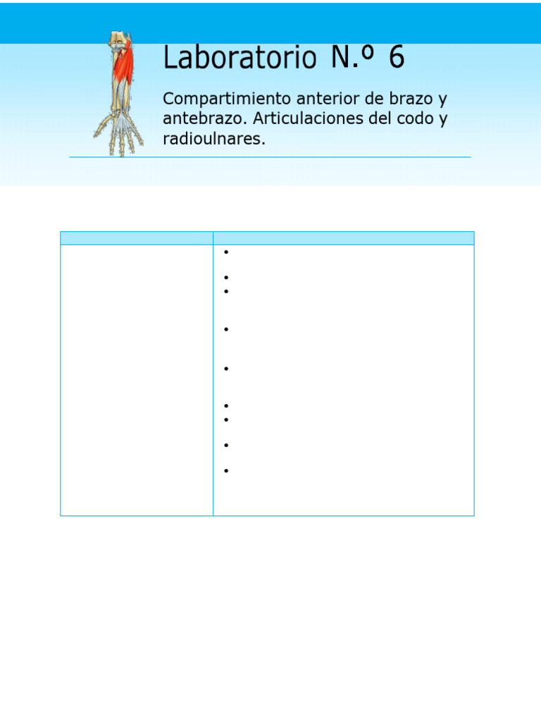 6. LAB 6 MACRO COMPLETO | PDF | Codo | Extremidades (anatomía)