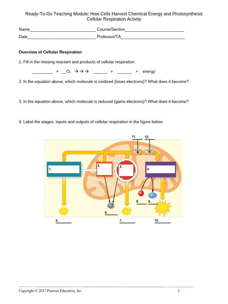 Cellular Respiration Activity | PDF | Cellular Respiration | Glycolysis