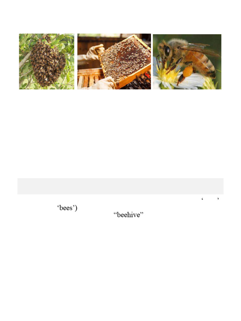 Apiculture: Beekeeping Basics and Benefits | PDF | Honey Bee | Beekeeping