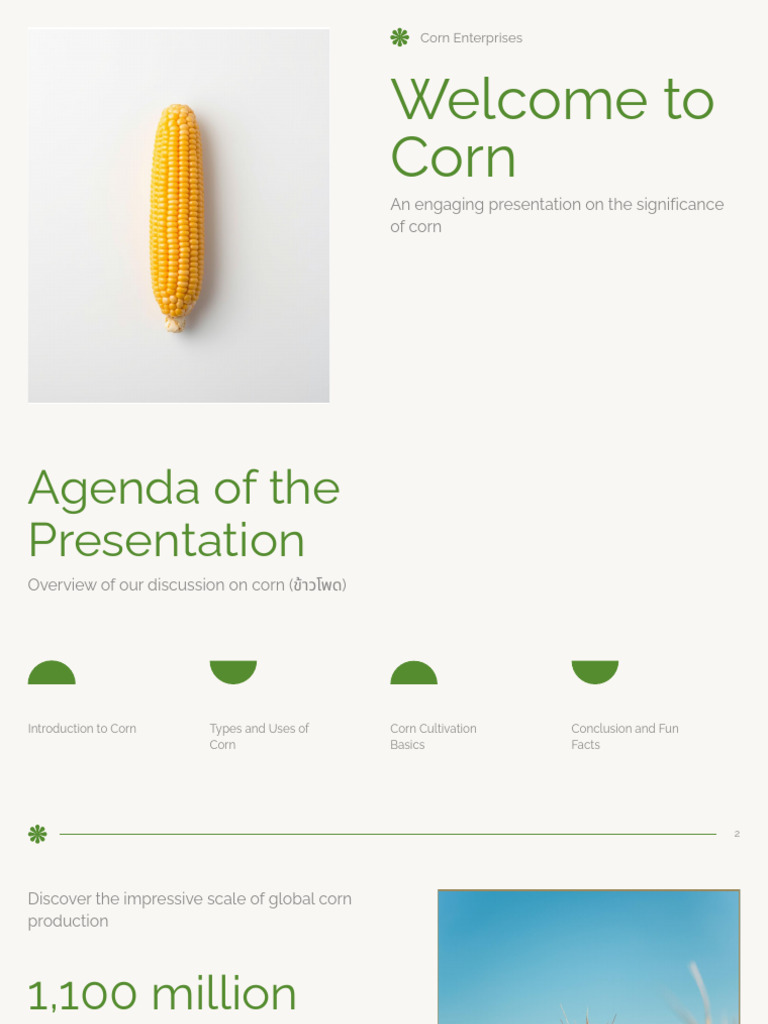 Welcome to Corn | PDF | Maize | Foods