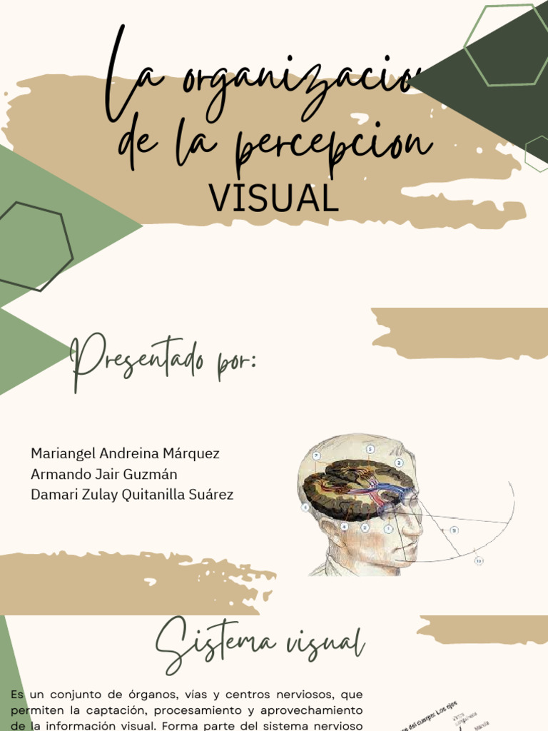 Organización de la percepción visual (Funciones cerebrales) | PDF | Ojo humano | Percepción visual