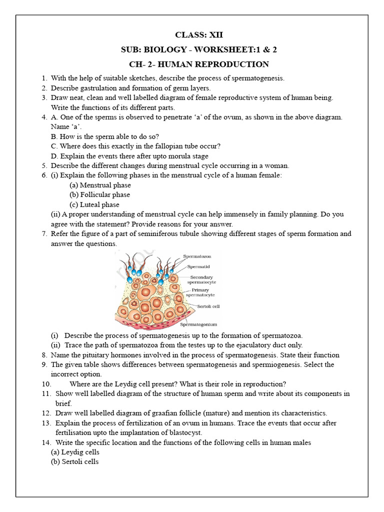 Human Reproduction Biology Worksheet | PDF | Menstrual Cycle ...