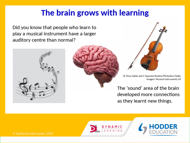 Chapter 7 Lesson 2 - The Brain Grows With Learning | PDF