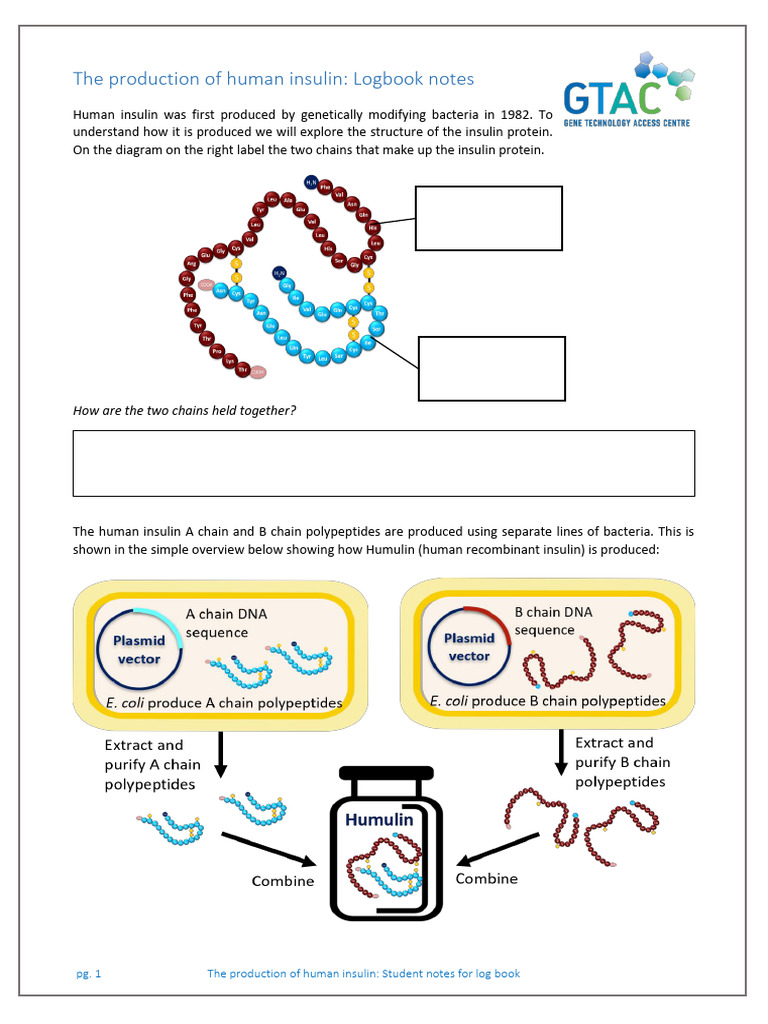Human Insulin Production Notes | PDF