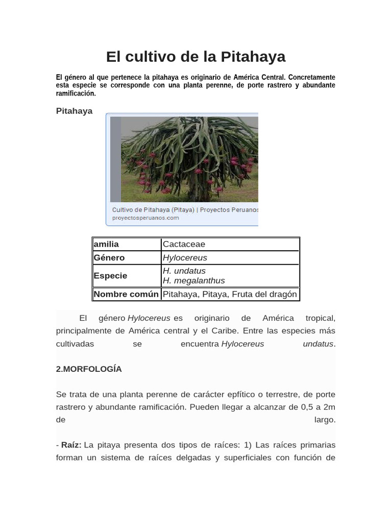 Cultivo de Pitahaya | PDF | Riego | Raíz