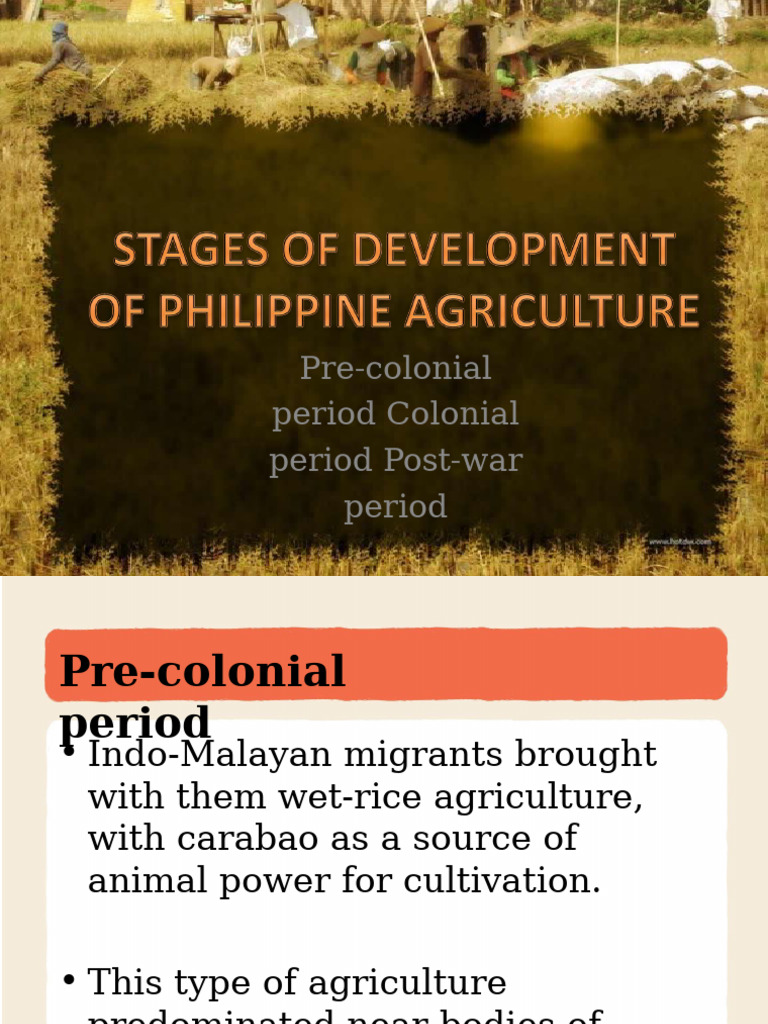 Evolution of Philippine Agriculture | PDF | Agriculture | Rice