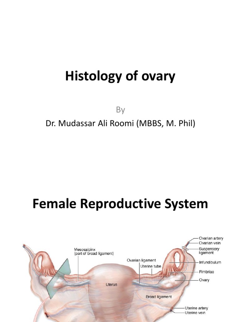 1st Lecture on the Histology of Female Reproductive System by Dr. Roomi ...