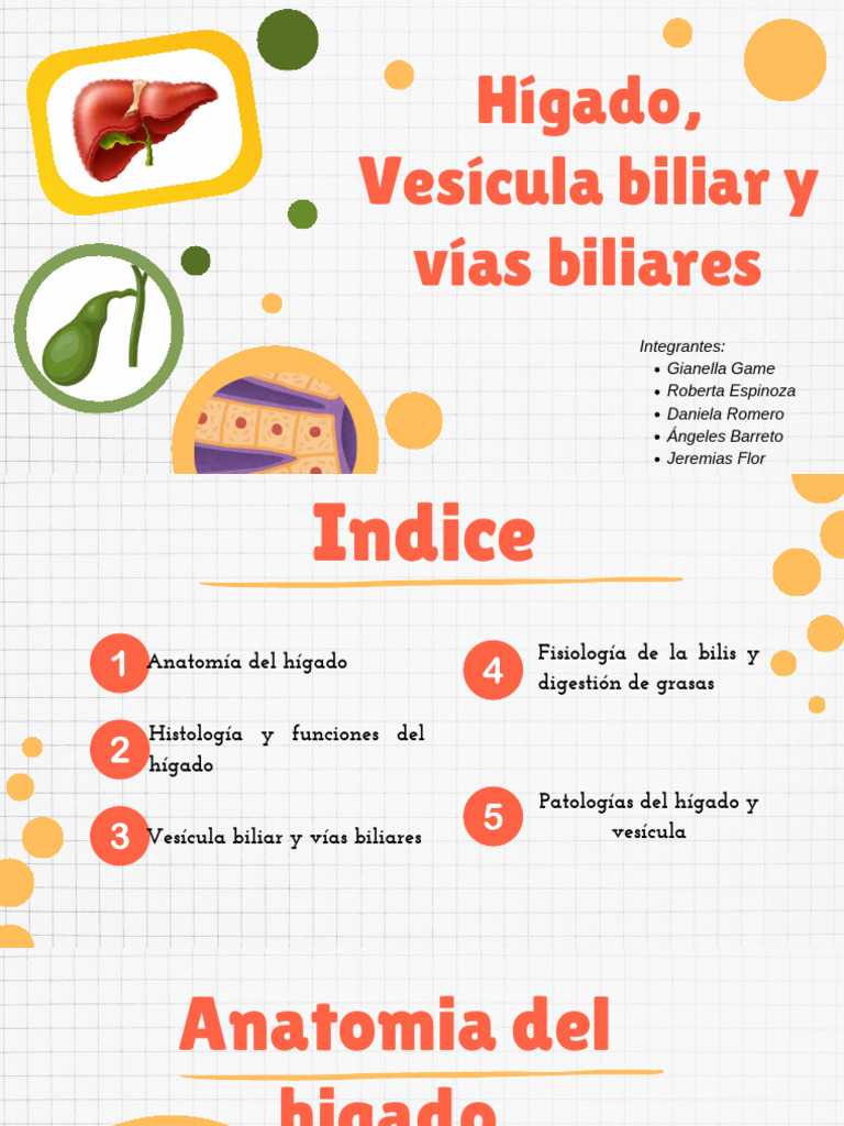 Liver Human Biology Presentation in an Orange and Yellow Bold Style ...