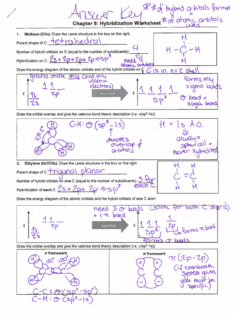2024+Hybridization+Worksheet+Answer+Key | PDF