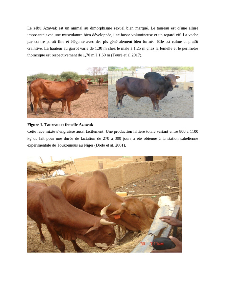 Especes Et Races Animales | PDF | Mouton | Chèvre