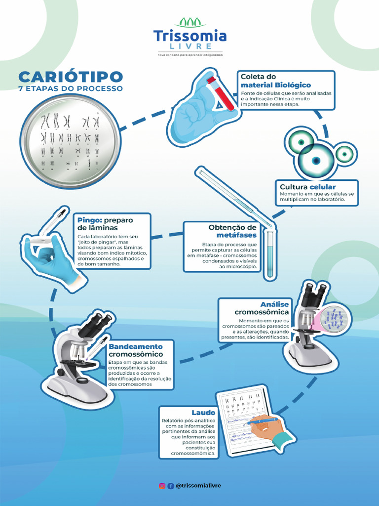 7 etapas cariótipo | PDF