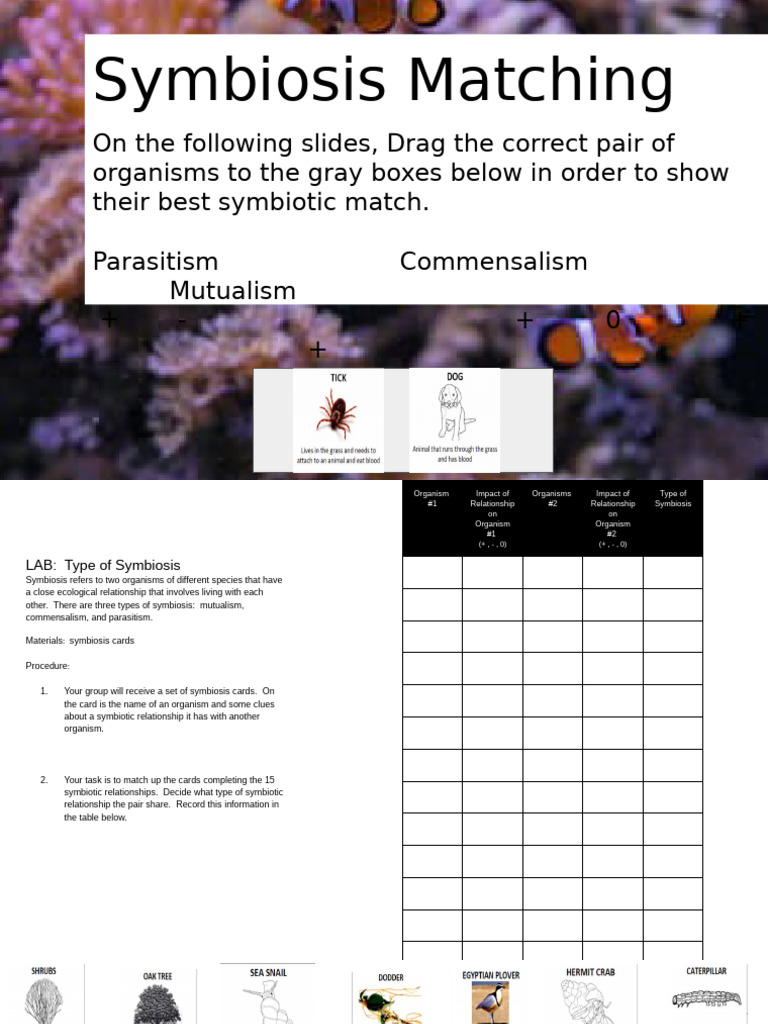 Symbiosis Matching Activity Guide | PDF
