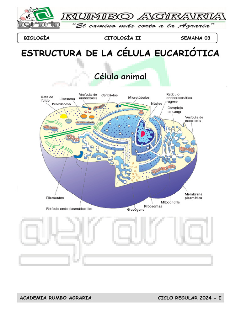 6. Citologia II | PDF | Citoplasma | Membrana celular