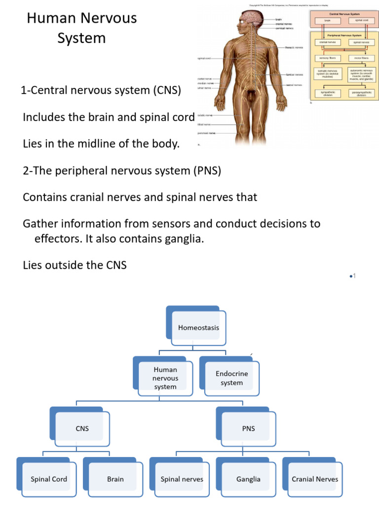 11 - CNS-Brain and Cranial Nerves | PDF | Central Nervous System | Brain