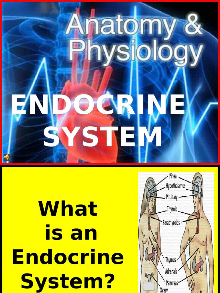 Understanding the Endocrine System | PDF | Endocrine System | Pituitary ...