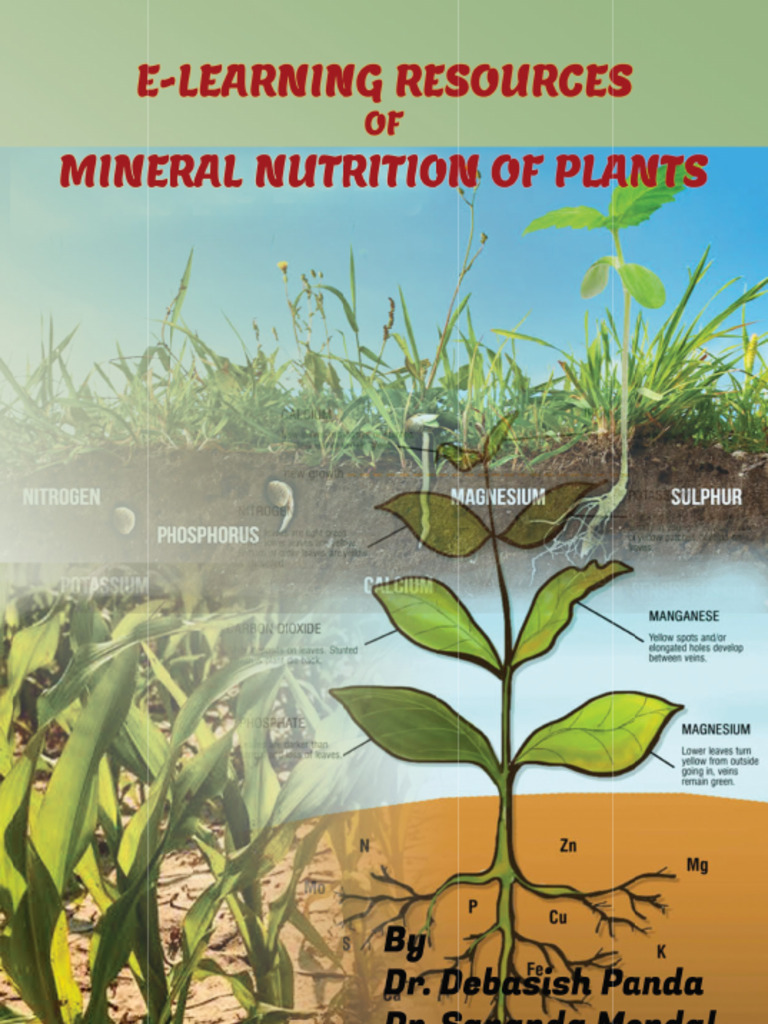 Plant Mineral Nutrition Essentials | PDF | Plant Nutrition | Soil