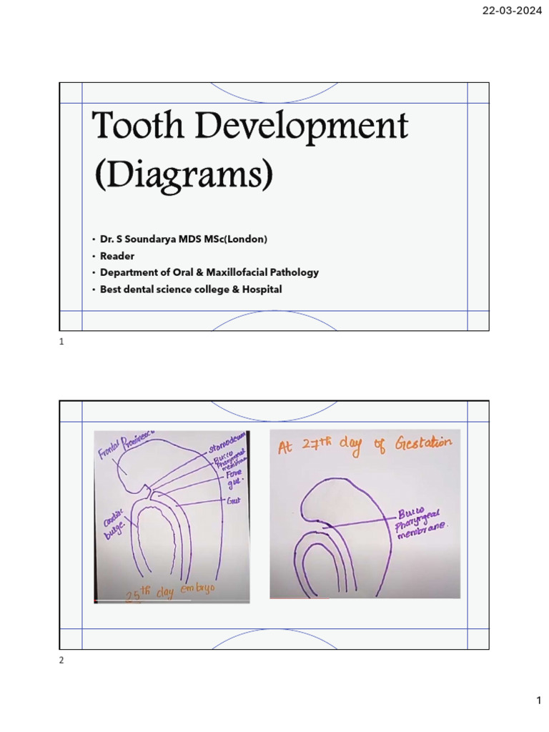 Tooth Development Diagrams | PDF | Dental Anatomy | Tooth