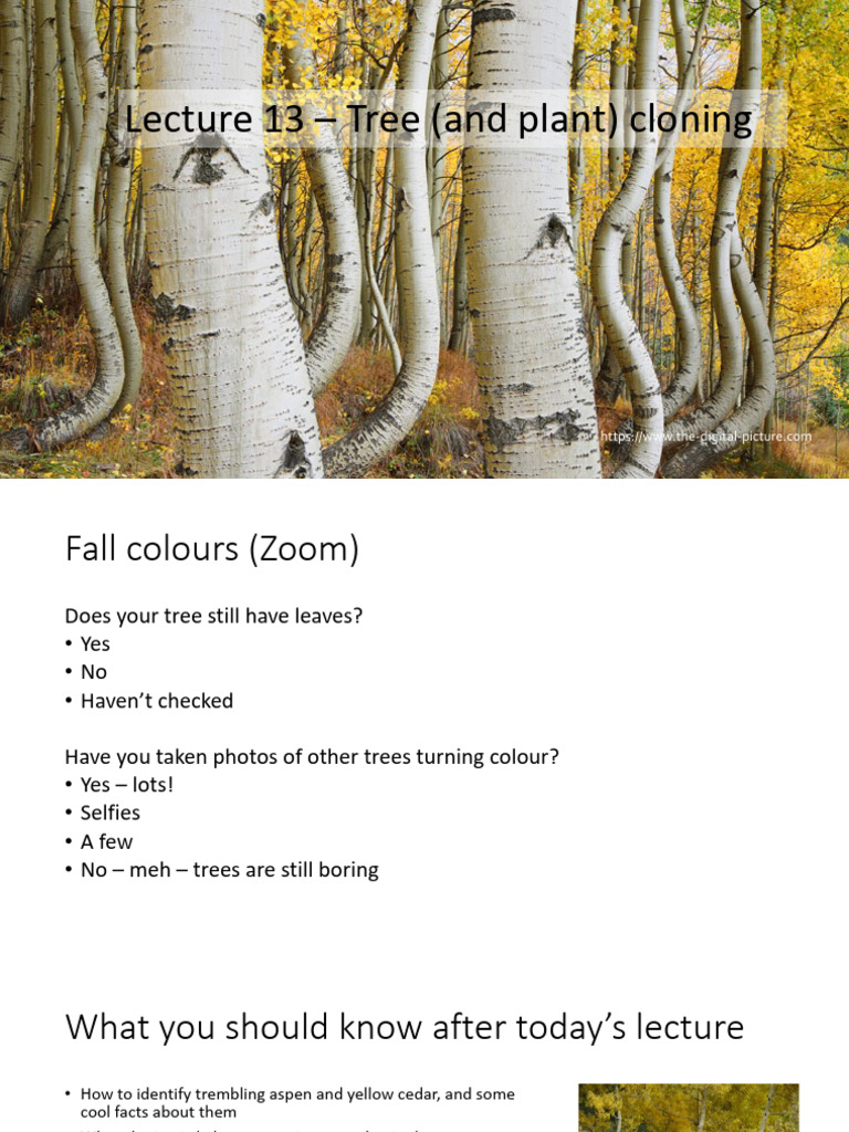 Lecture 13 2025 - Tree Cloning | PDF | Grafting | Plants