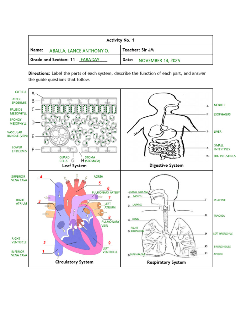 Gensci Systems | PDF | Circulatory System | Lung
