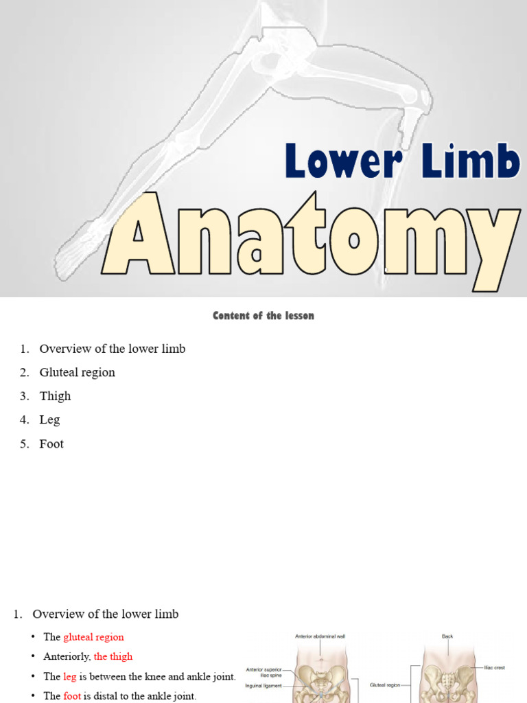 Anatomy of the Lower Limb Overview | PDF | Human Leg | Knee