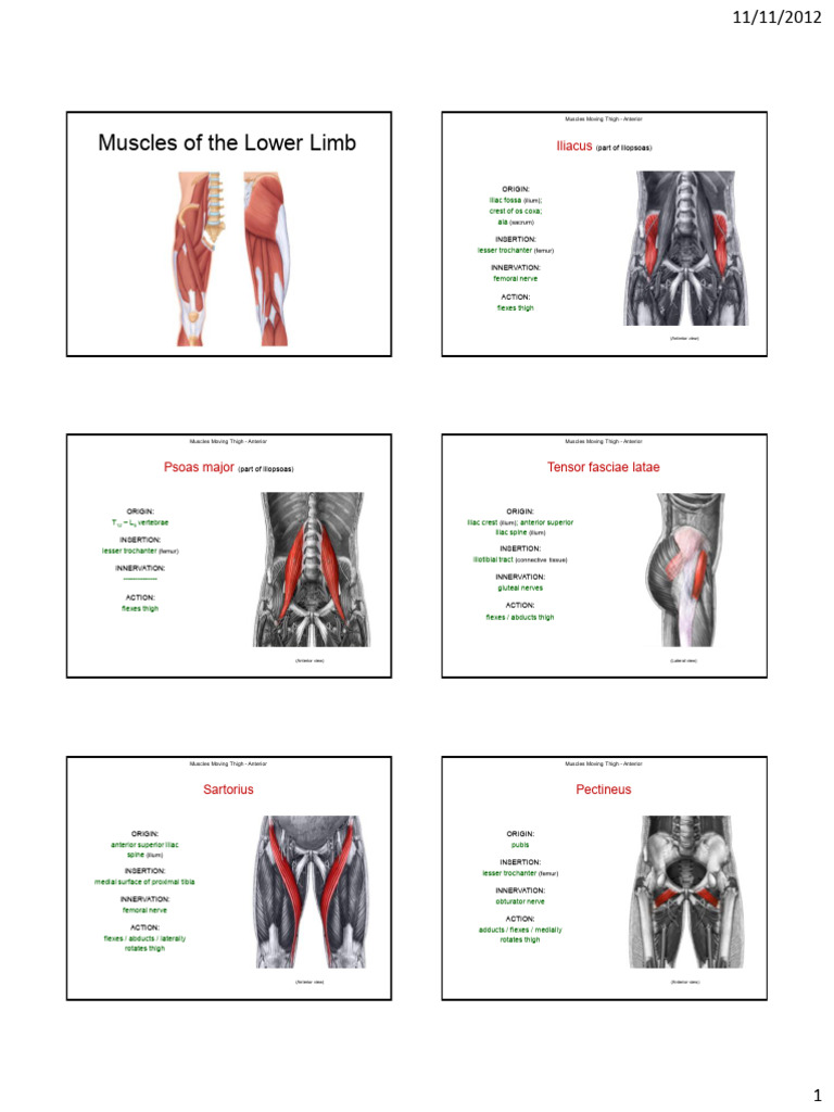 Muscles of the Lower Limb (ADAM) | PDF | Foot | Human Leg