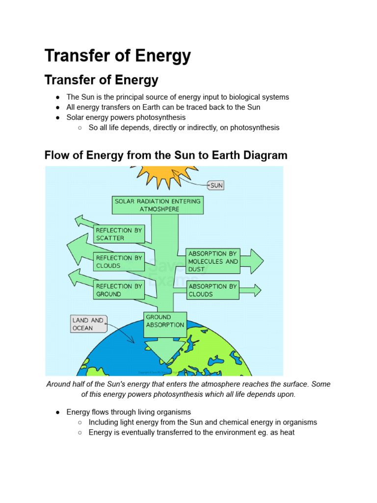 Energy Transfer in Ecosystems Explained | PDF