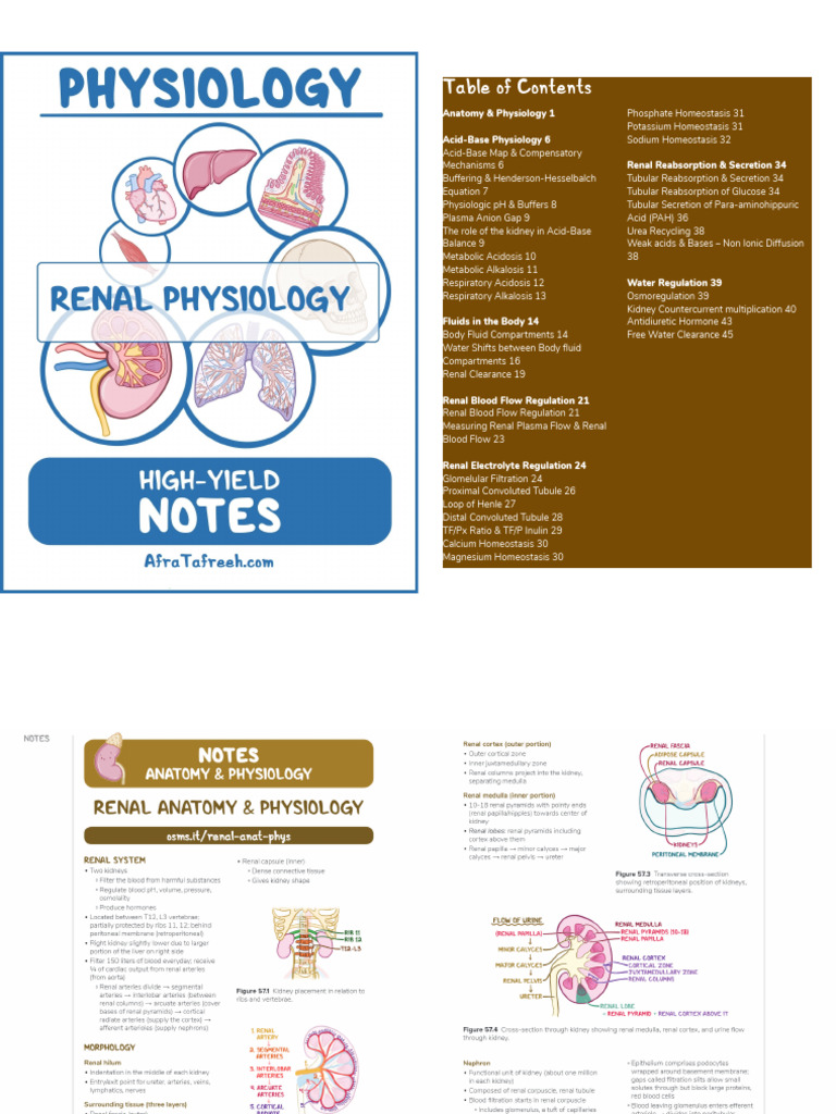 Renal Anatomy and Physiology Overview | PDF | Kidney | Organ (Anatomy)