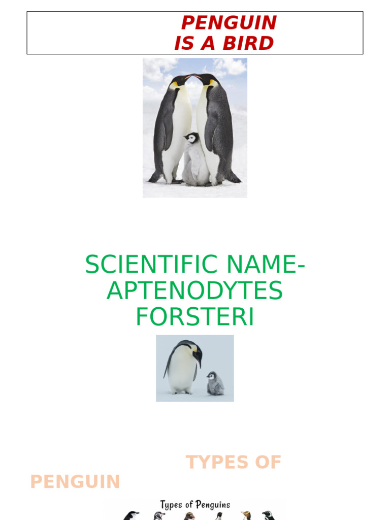 Penguin Facts for Kids: Types & Names | PDF