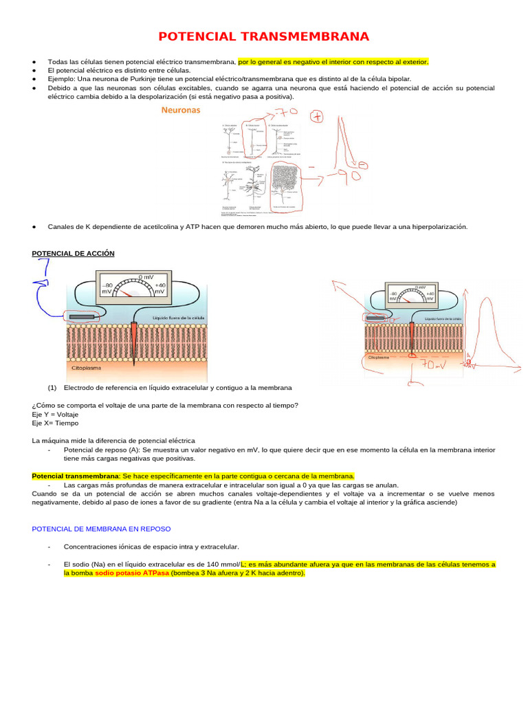 Apuntes Potencial Transmembrana | PDF | Potencial de acción | Potencial ...