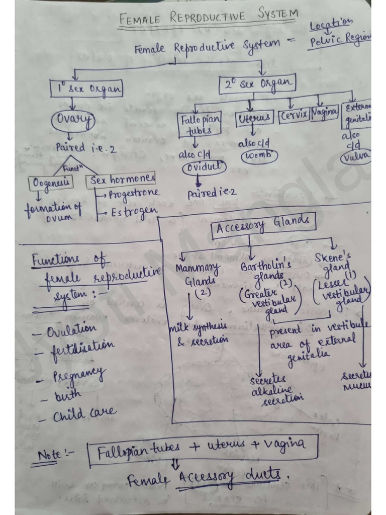 Female Reproductive System | PDF