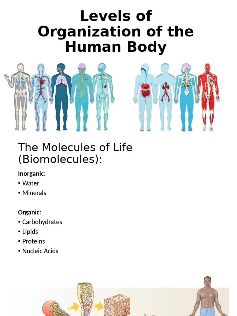 Levels of Organization of The Human Body and | PDF