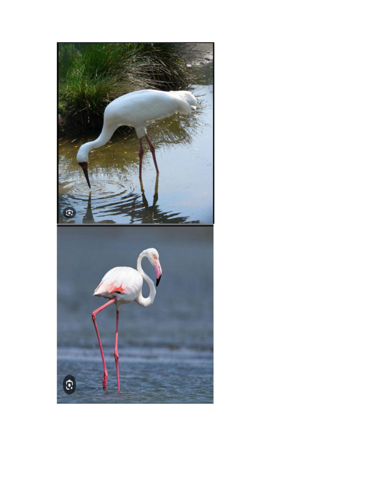 Flamingo | PDF