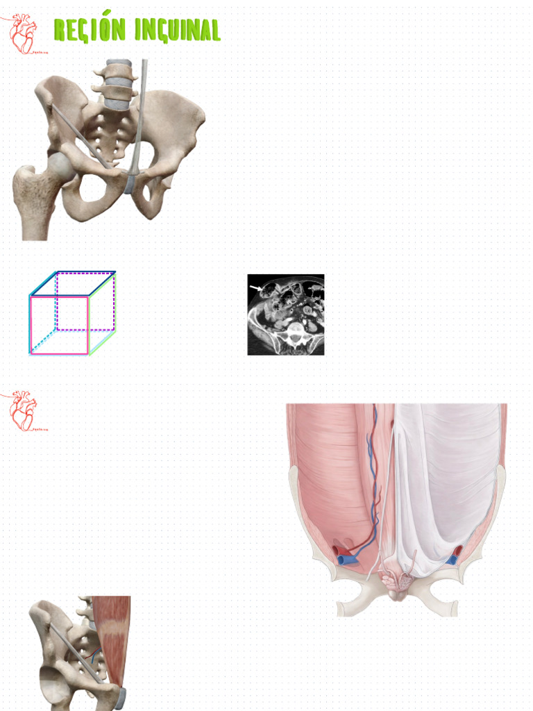 2 - Región Inguinal | PDF
